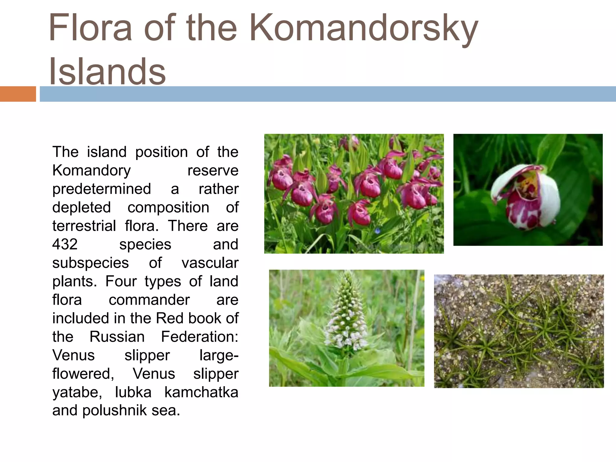 The commander islands | PPT