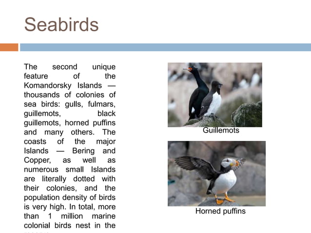 The commander islands | PPT