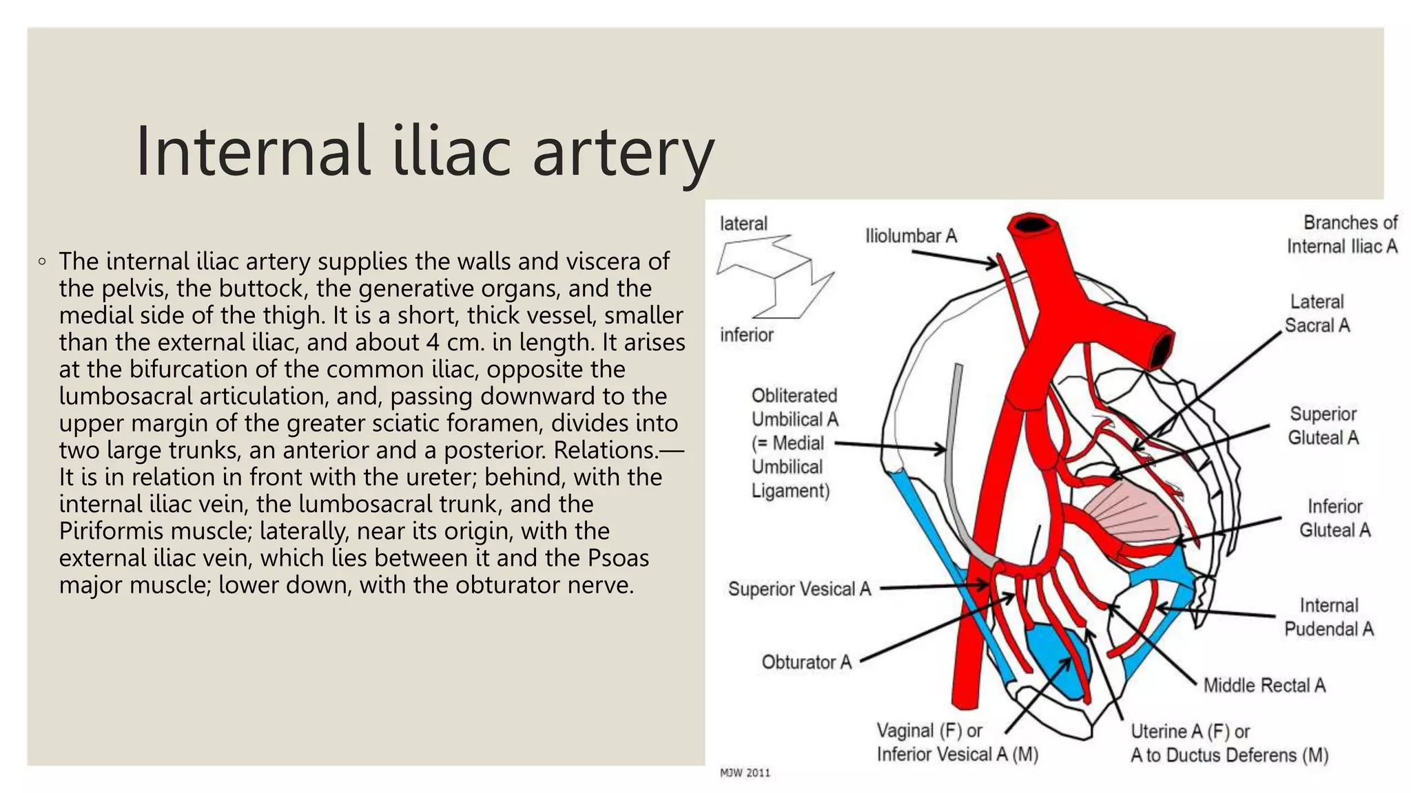 The common and internal iliac arteries.pptx