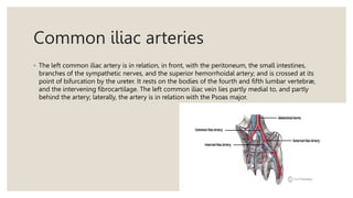 The common and internal iliac arteries.pptx