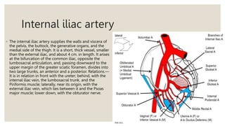 The common and internal iliac arteries.pptx | Free Download