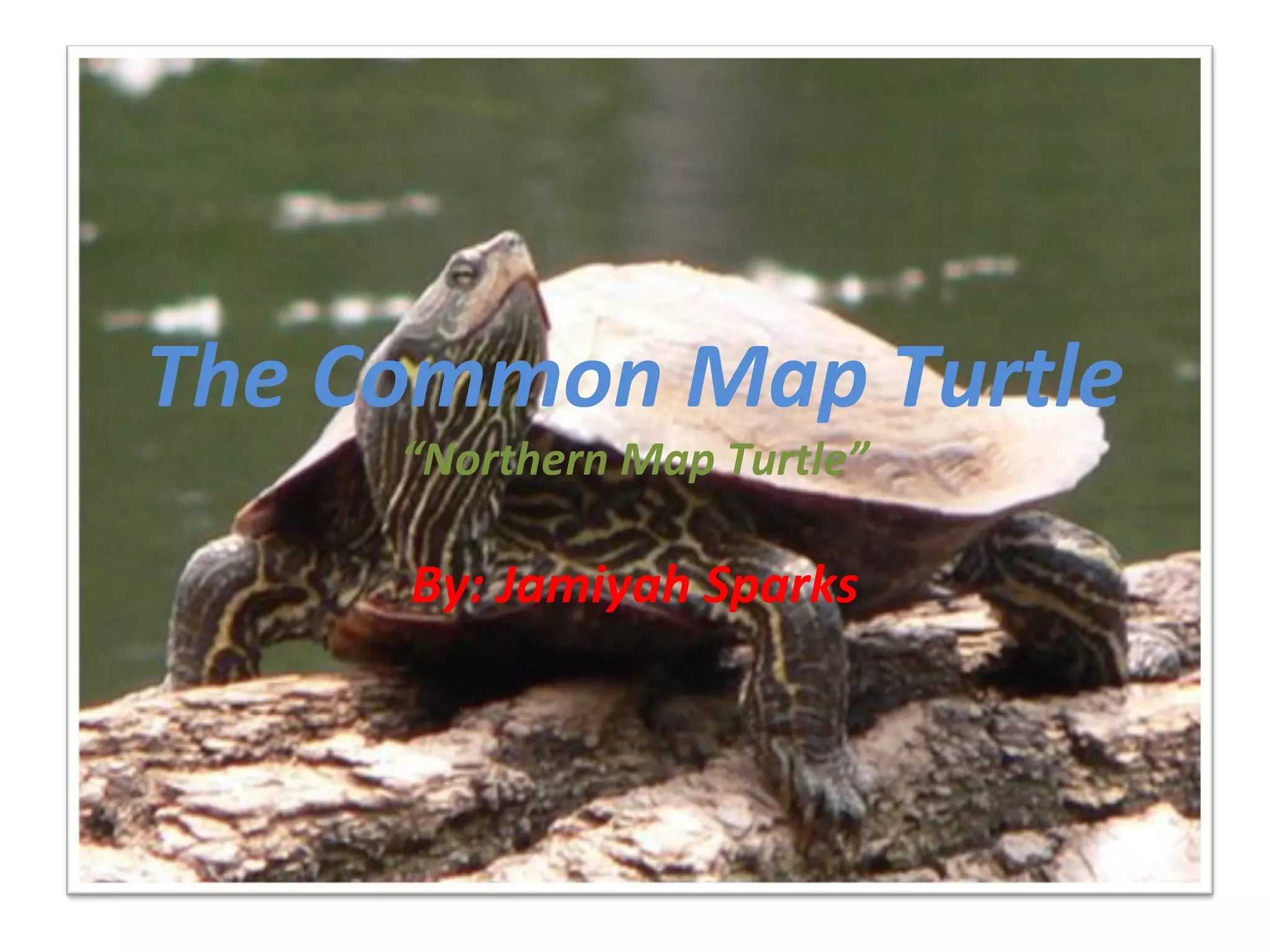 The common map turtle | PPT