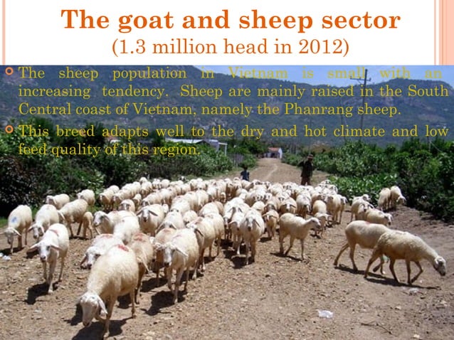 The common ruminant in vietnam | PPT
