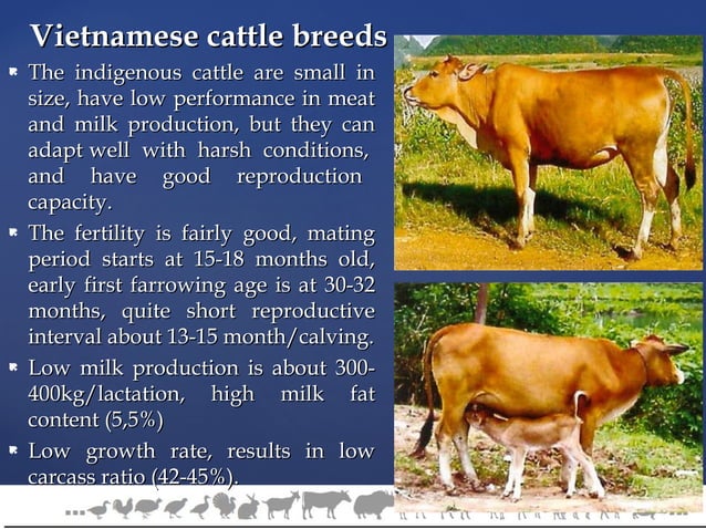 The common ruminant in vietnam | PPT