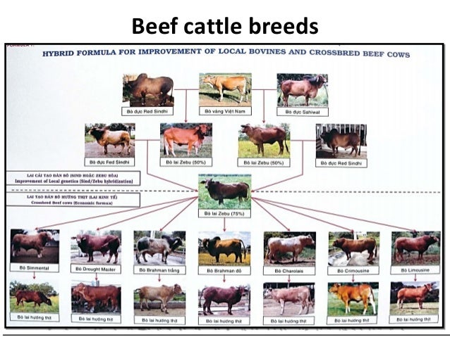 The common ruminant in vietnam
