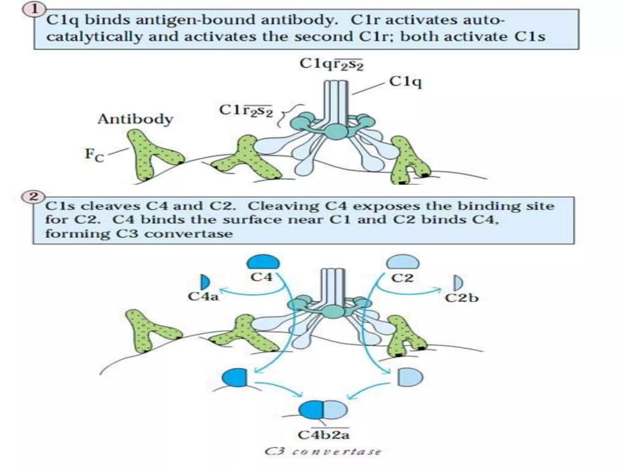 The complement system in immunology | PPTX