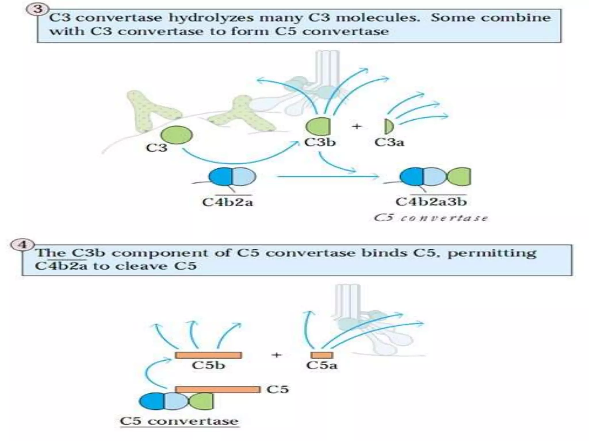 The complement system in immunology | PPTX