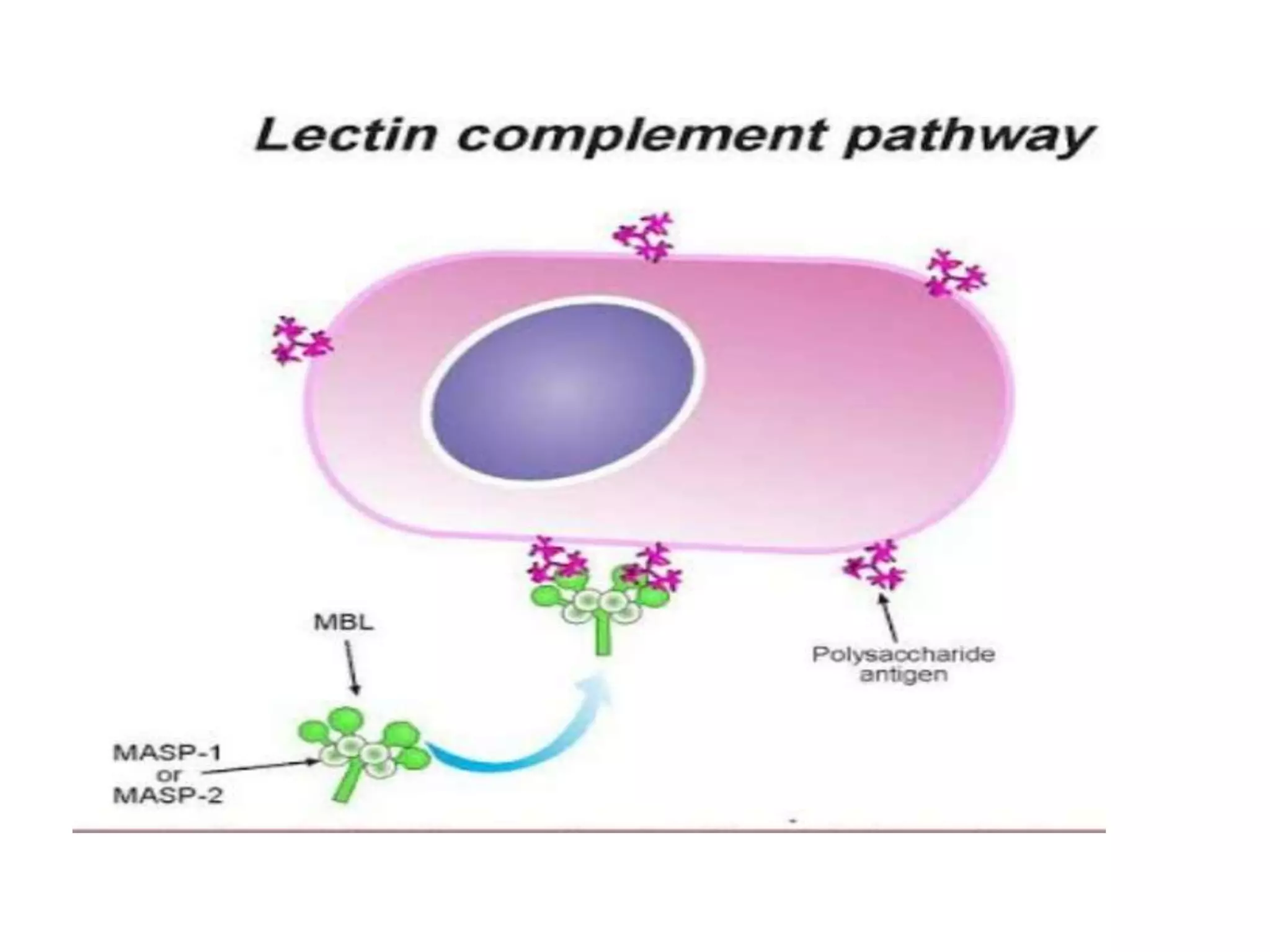 The complement system in immunology | PPTX