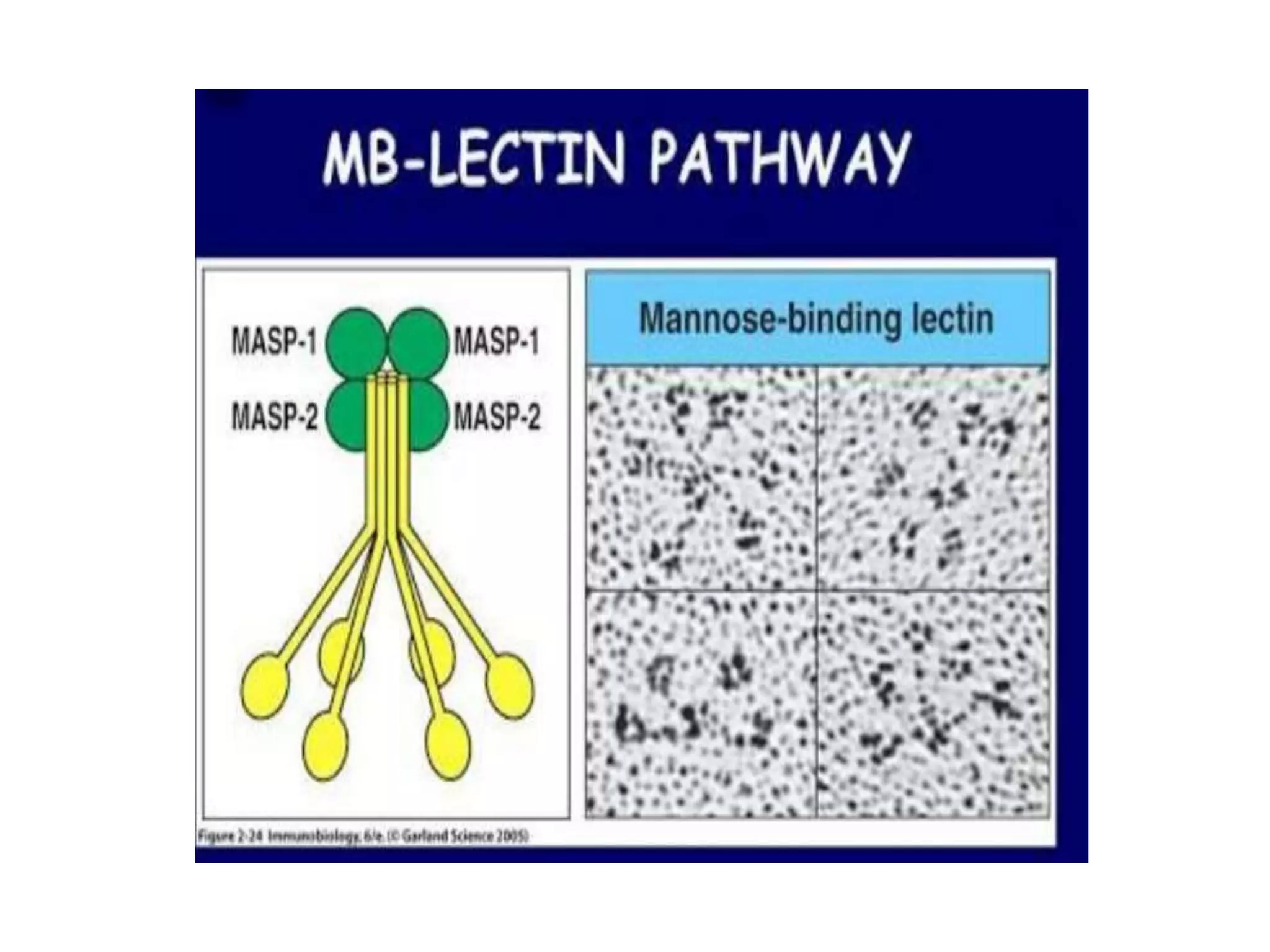 The complement system in immunology | PPTX