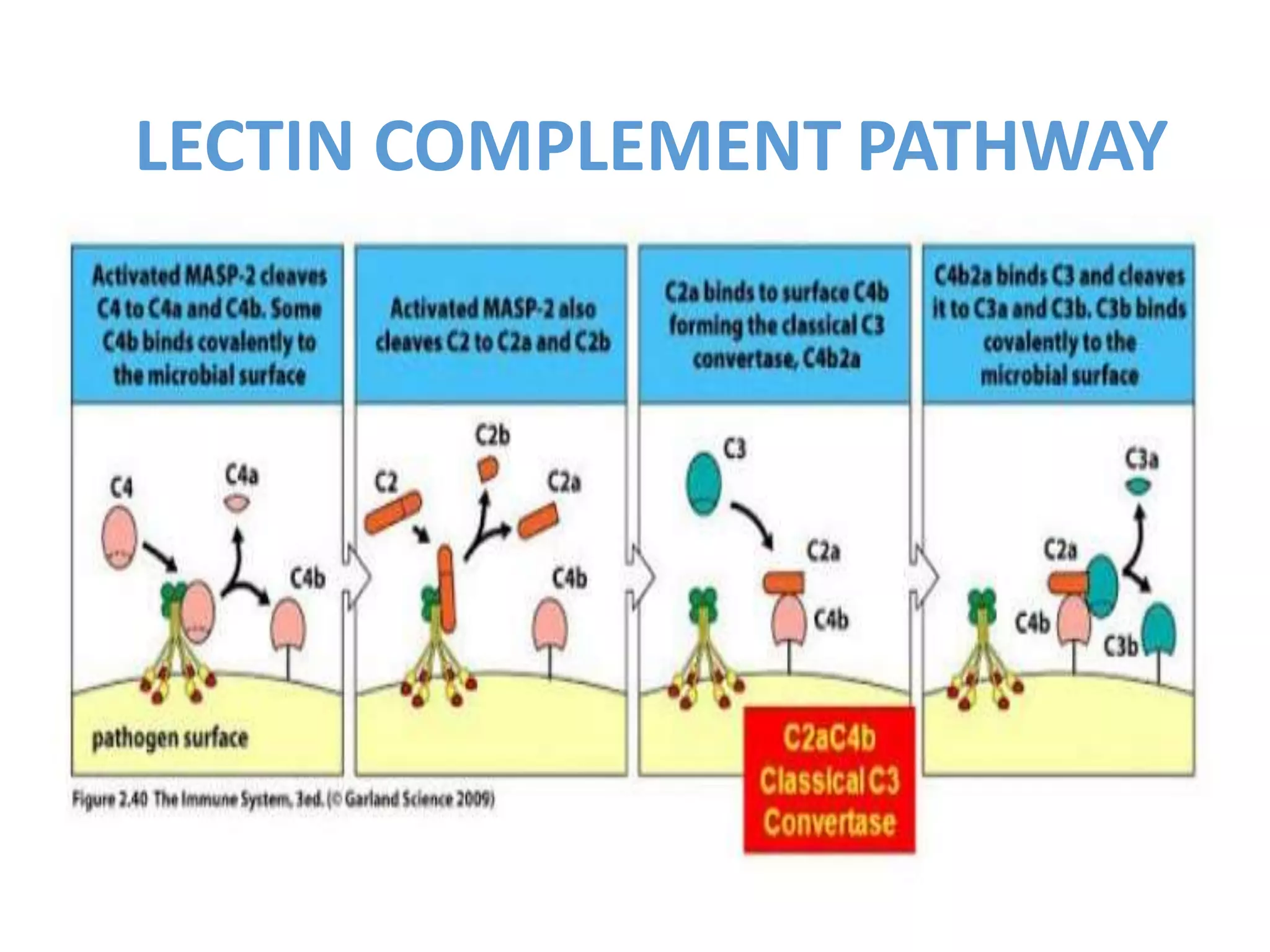 The complement system in immunology | PPTX