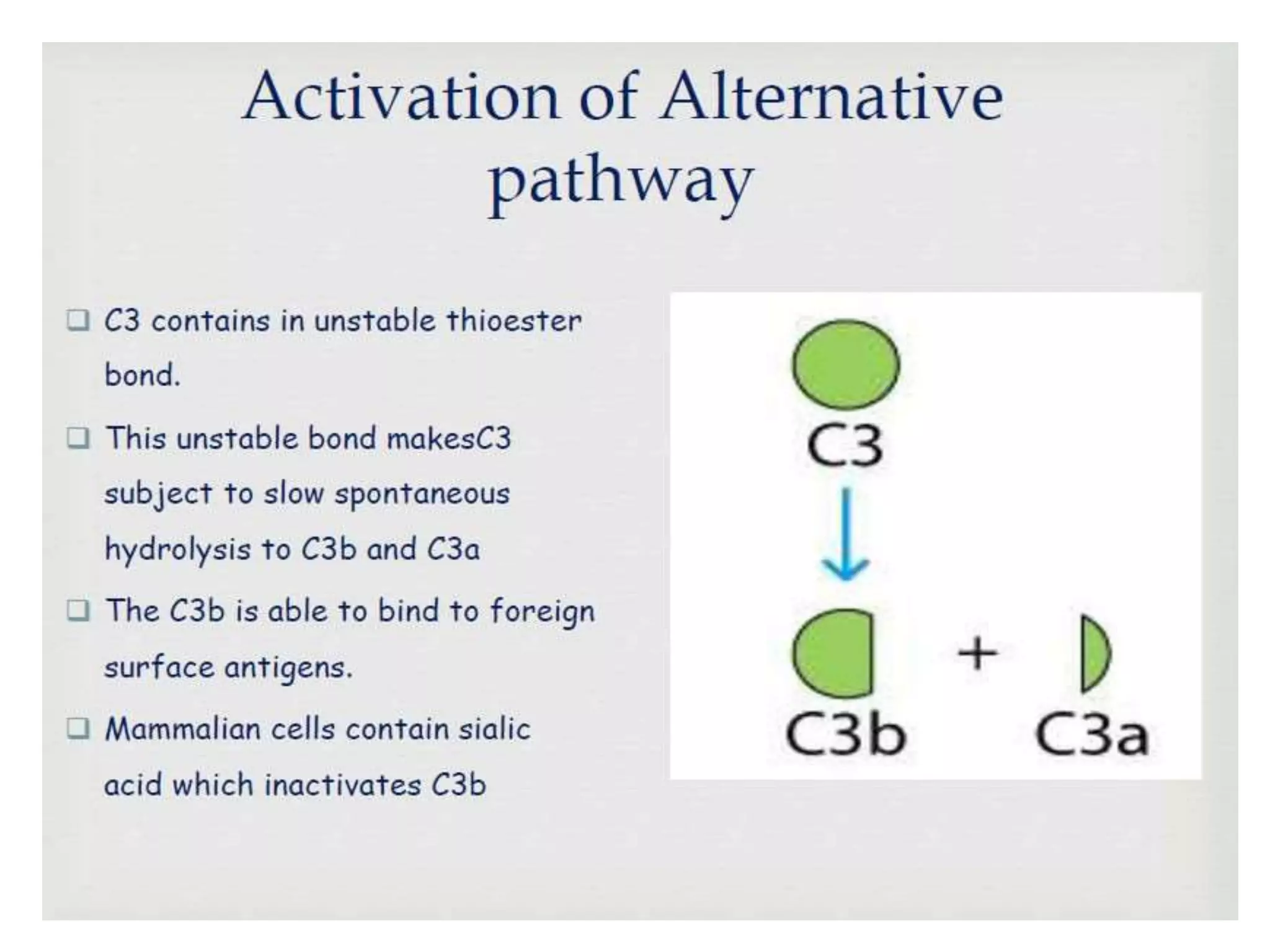 The complement system in immunology | PPTX