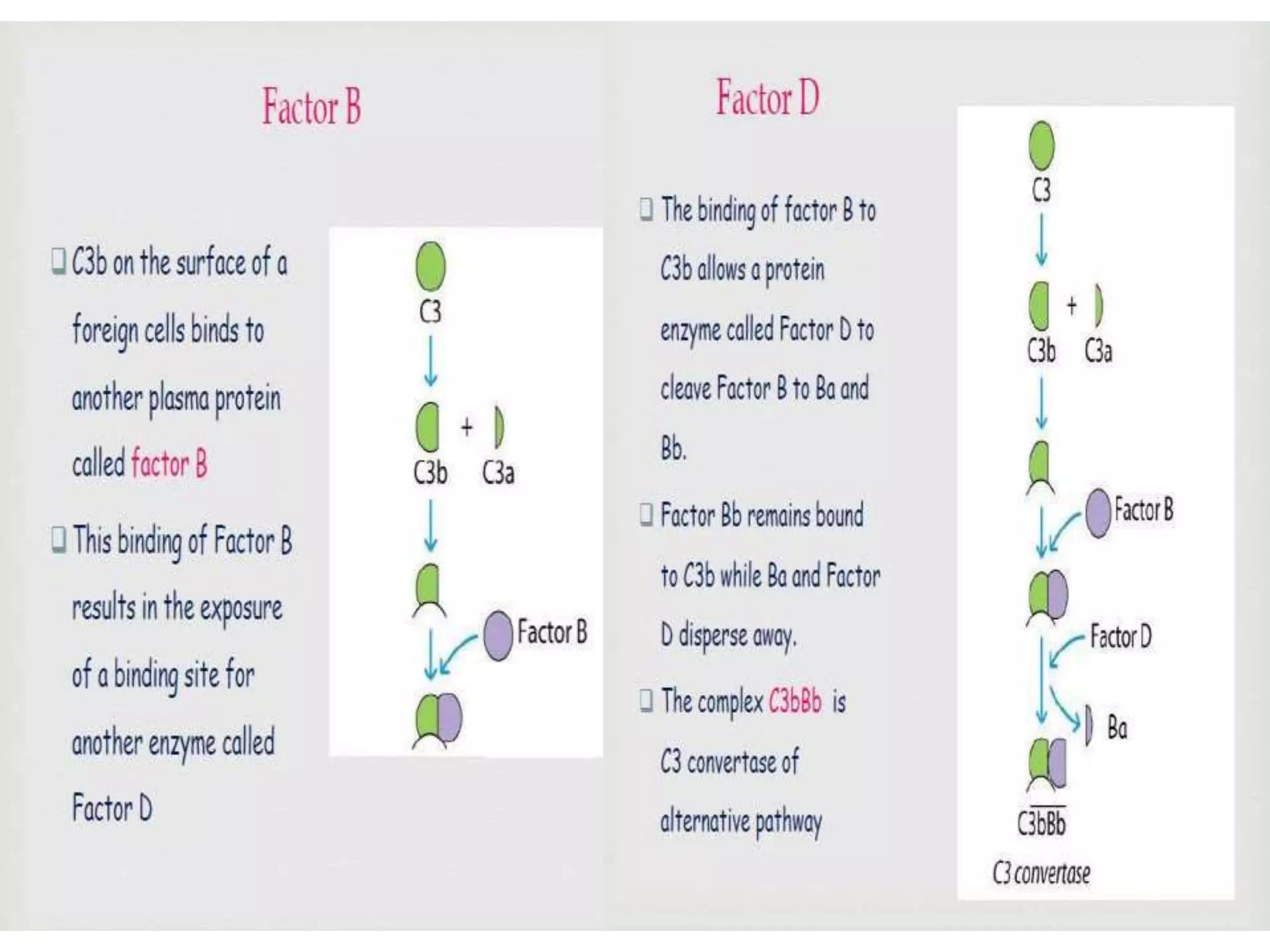 The complement system in immunology | PPTX