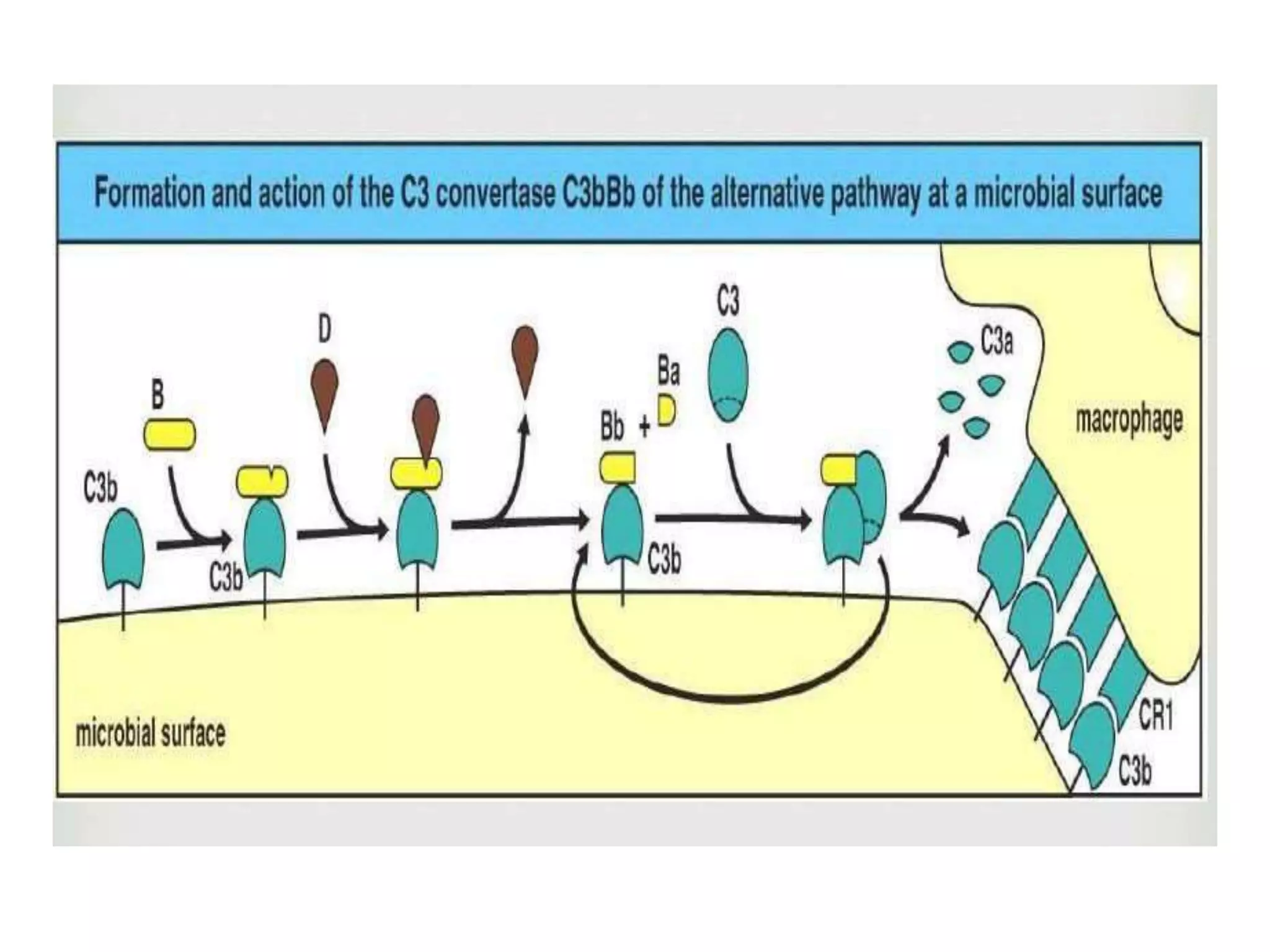 The complement system in immunology | PPTX
