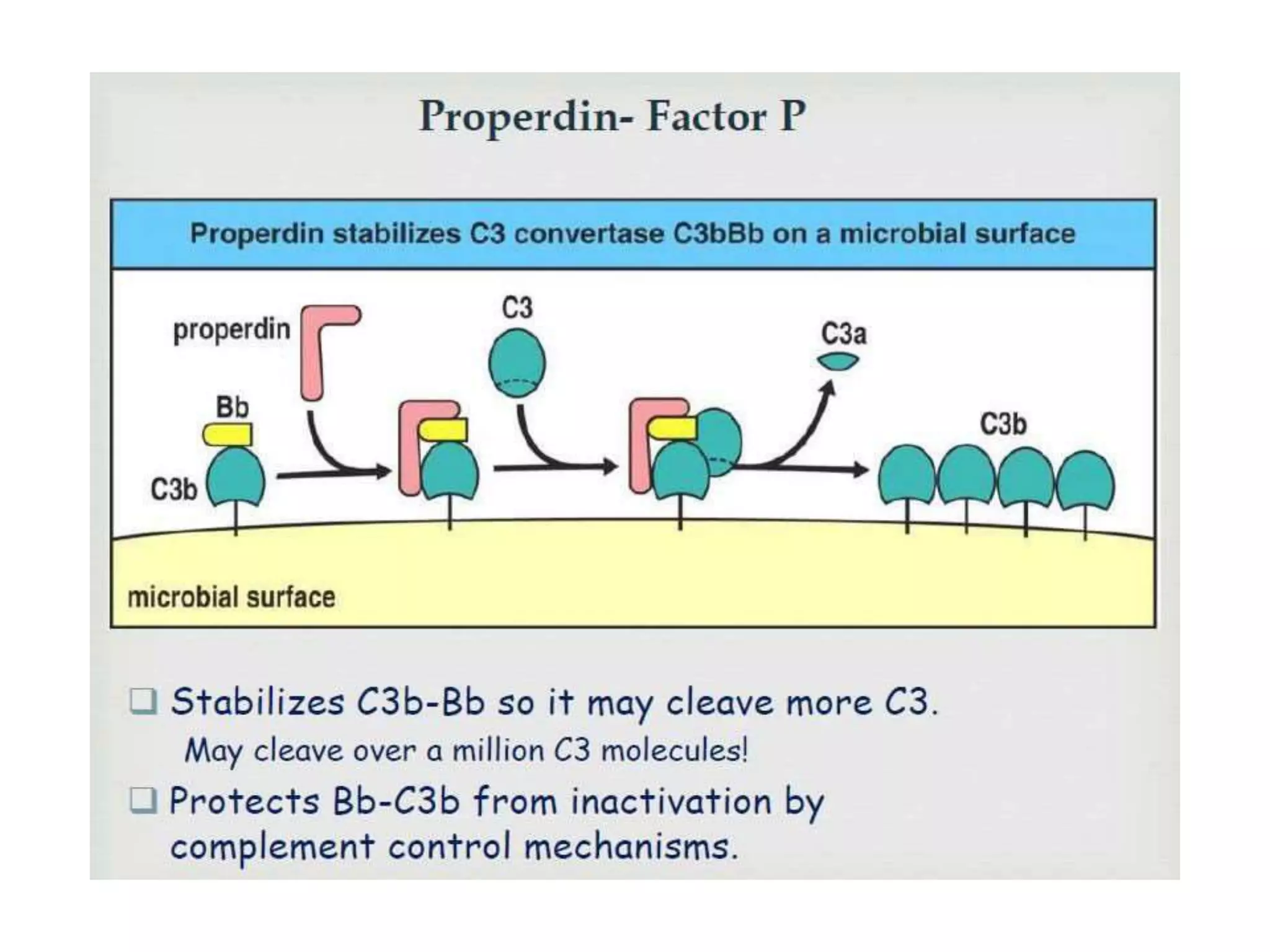 The complement system in immunology | PPTX