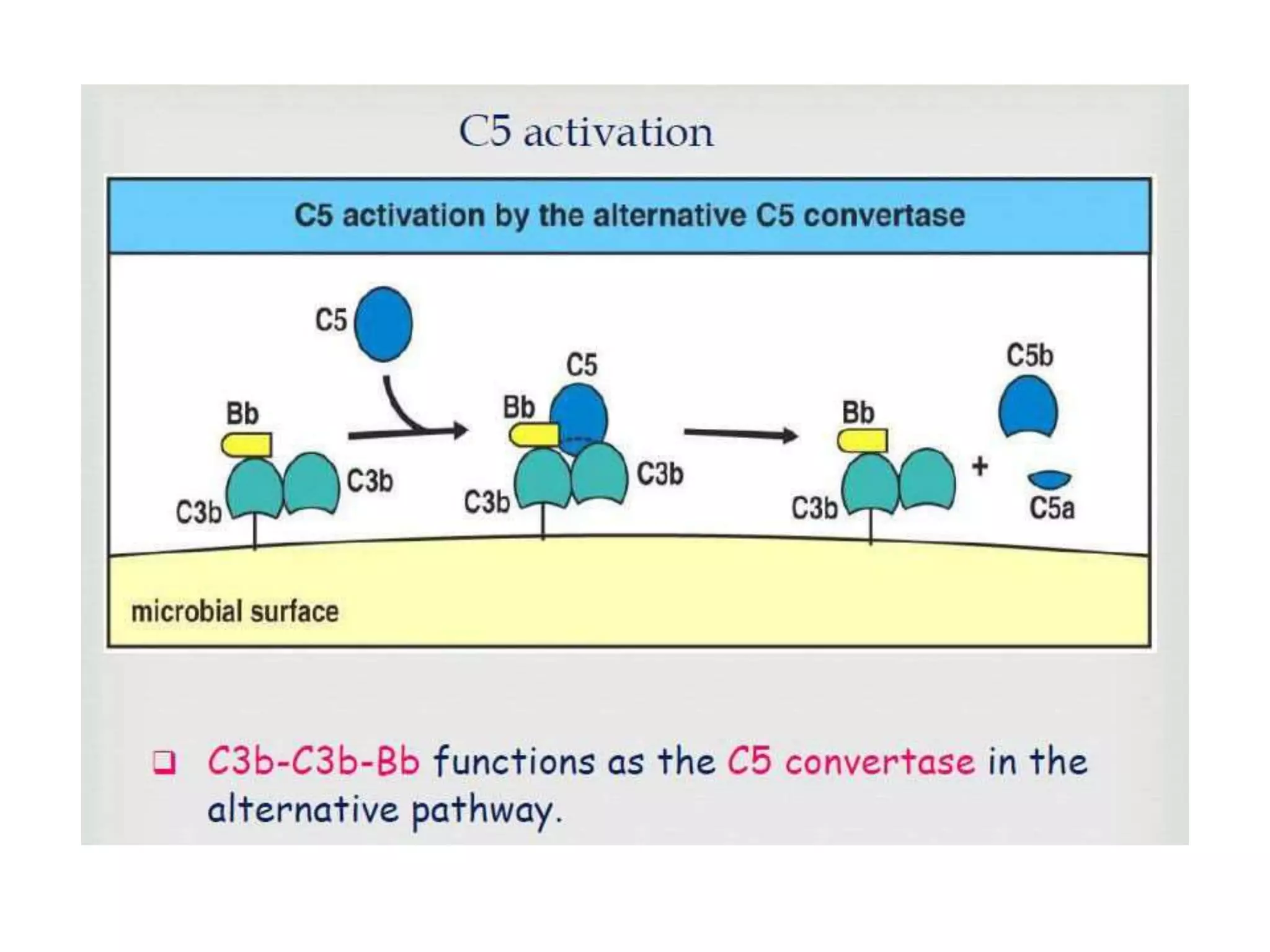The complement system in immunology | PPTX