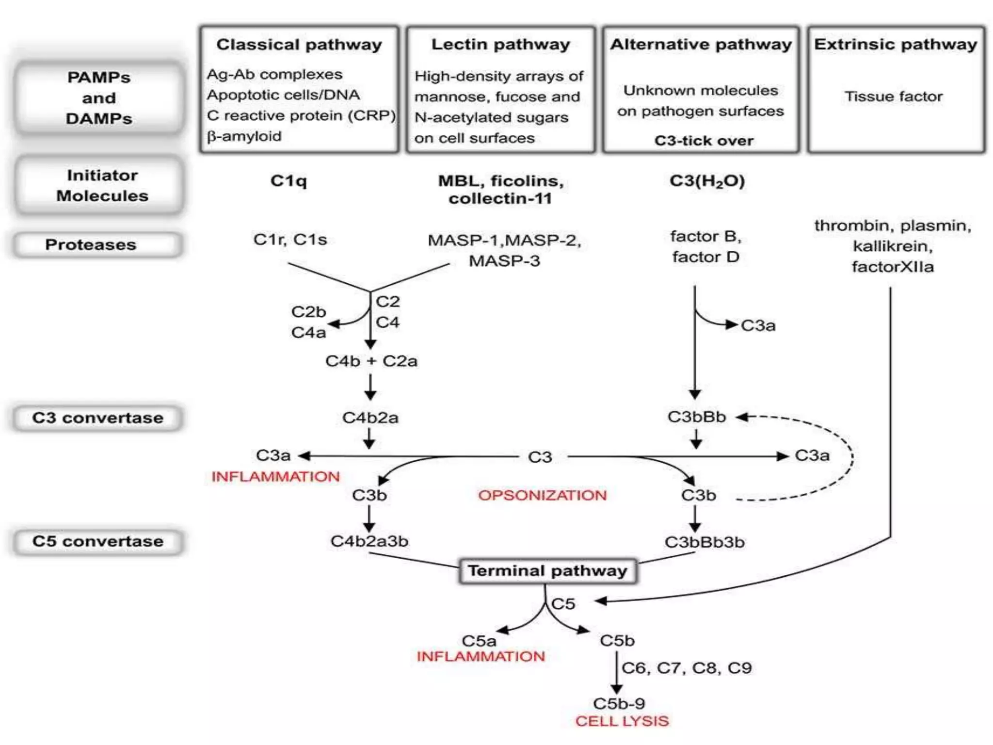 The complement system in immunology | PPTX