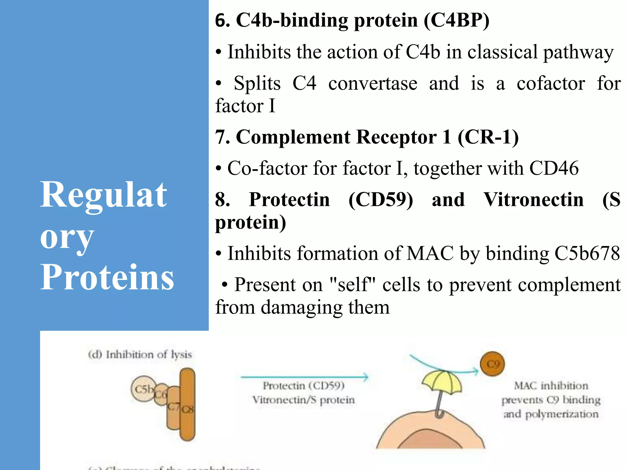 The complement system in immunology | PPTX