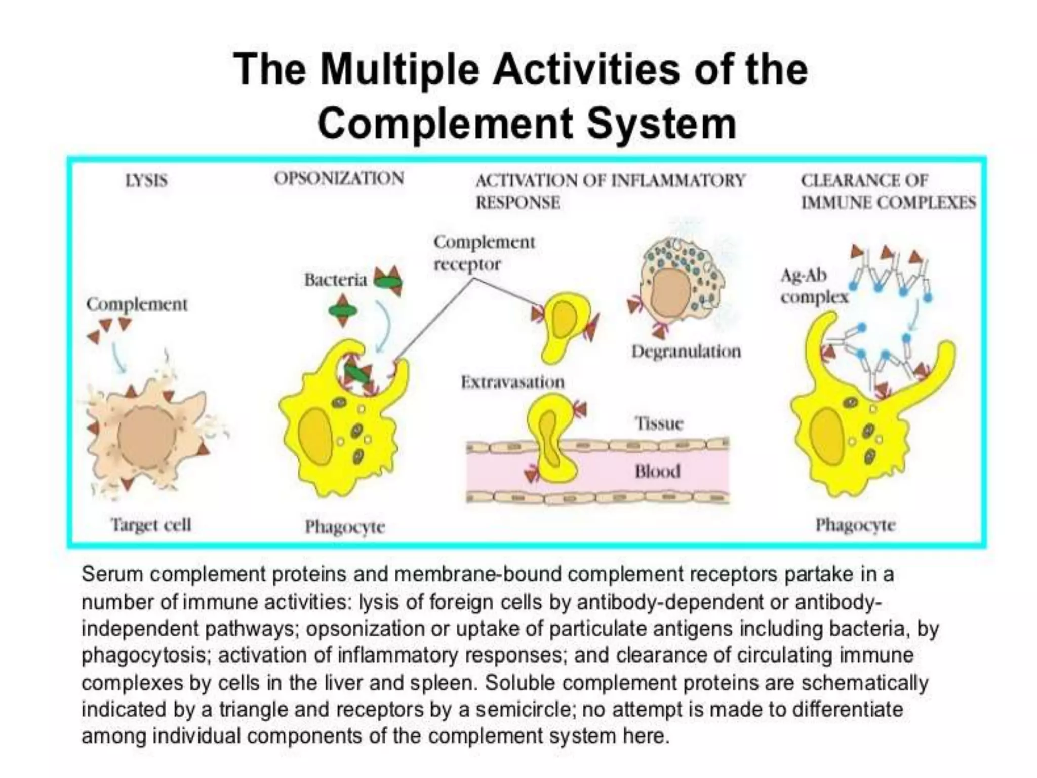 The complement system in immunology | PPTX