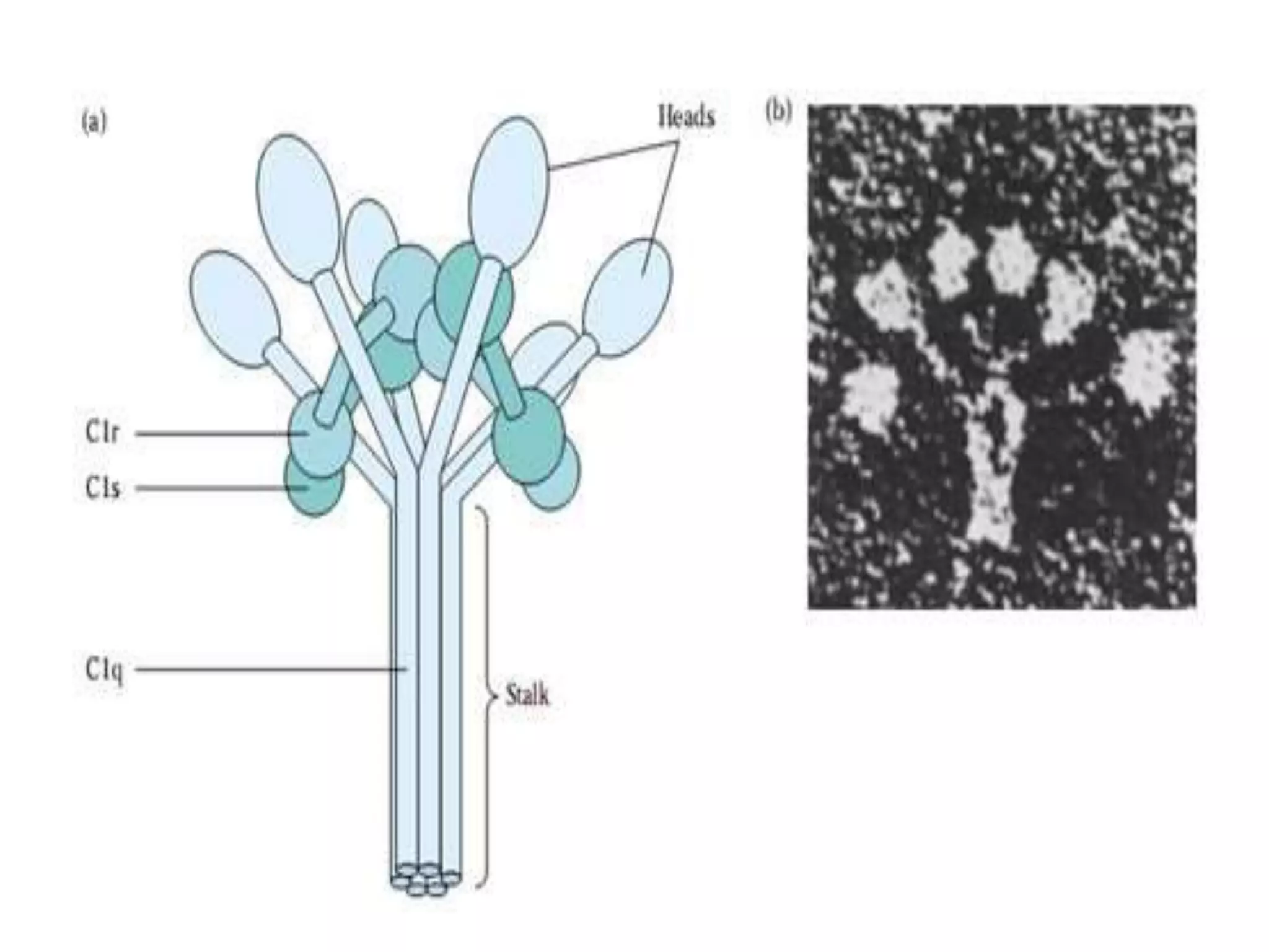 The complement system in immunology | PPTX