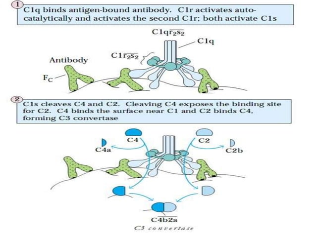 The complement system in immunology | PPTX | Blood Disorders | Diseases ...
