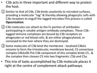 The complement system in immunology | PPTX