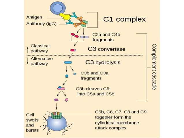 The complement system in immunology | PPTX | Blood Disorders | Diseases ...