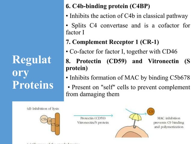 The complement system in immunology | PPTX | Blood Disorders | Diseases and Conditions