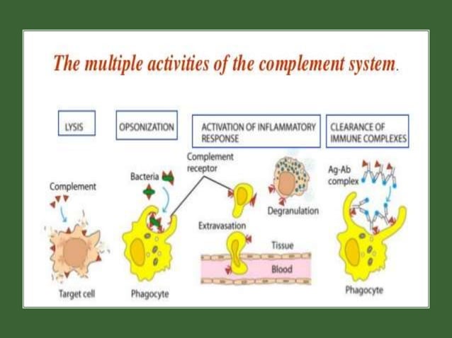 The complement system in immunology | PPTX | Blood Disorders | Diseases and Conditions