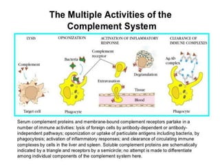 The complement system in immunology | PPTX