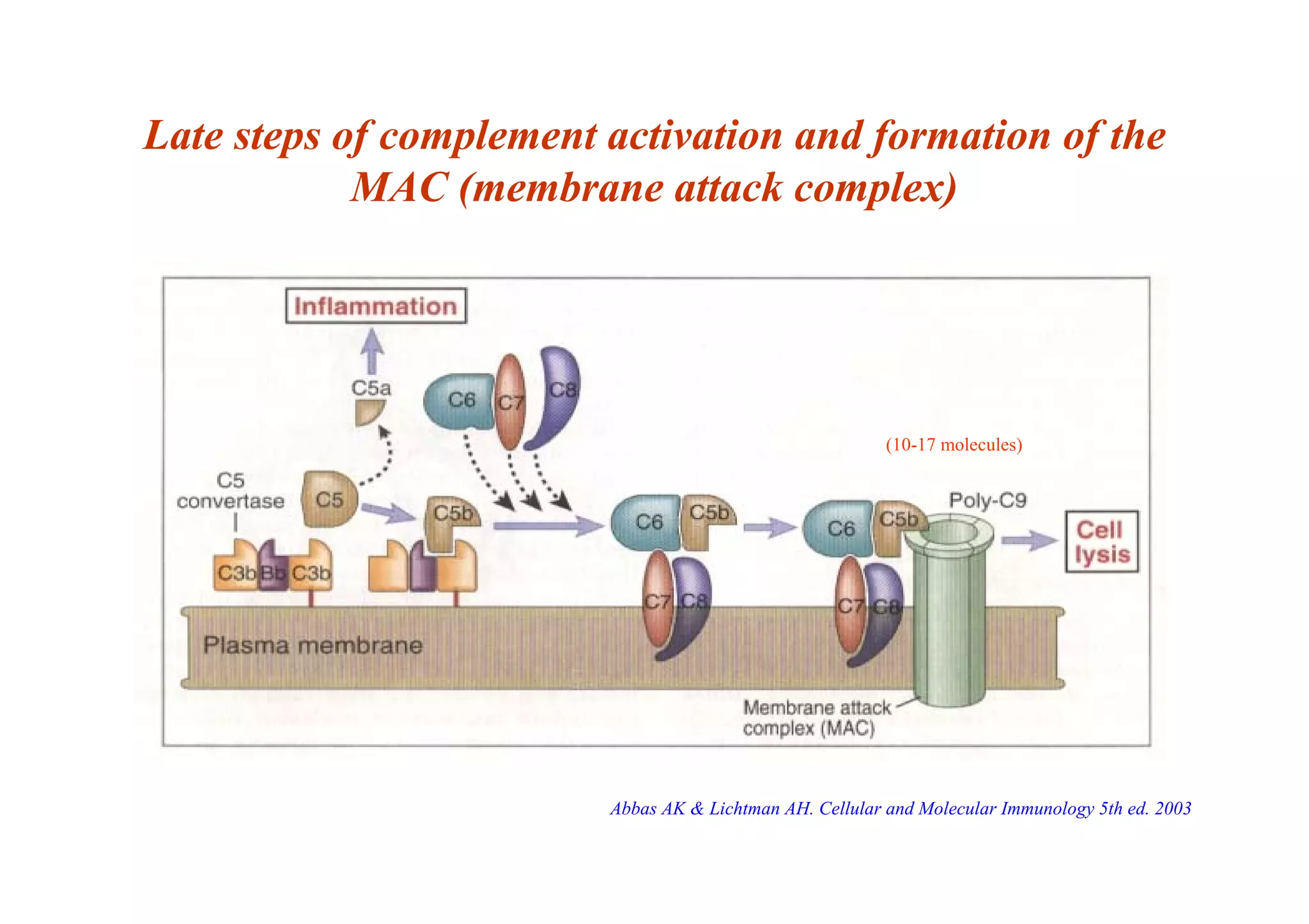 The Complement System | PDF