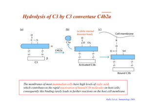 The Complement System | PDF