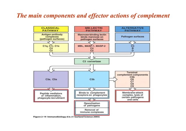 The Complement System | PDF