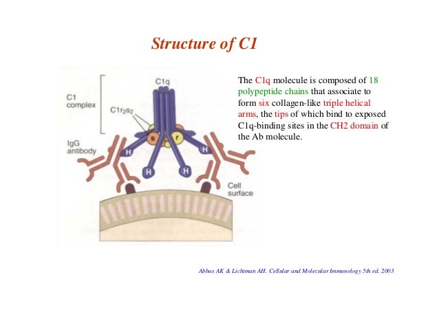 The Complement System