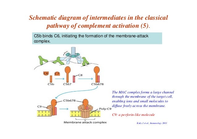 The Complement System