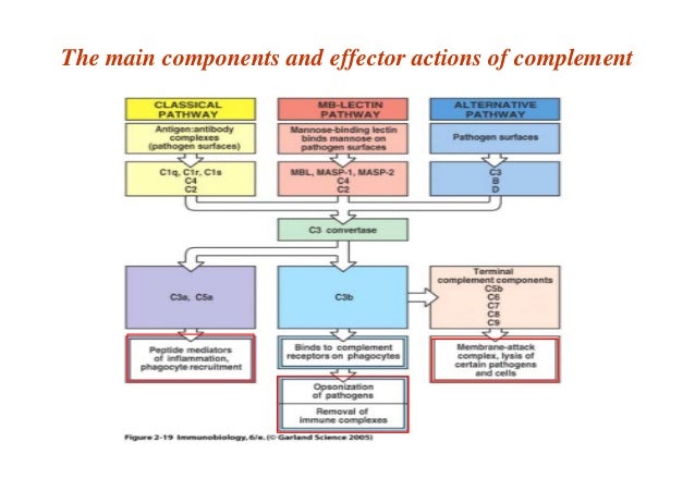 The Complement System