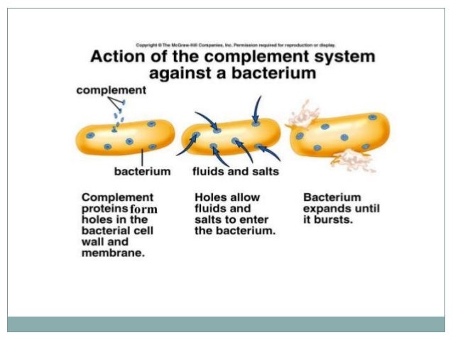 The complement system