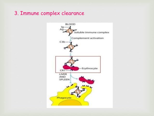 The complement system | PPTX | Blood Disorders | Diseases and Conditions