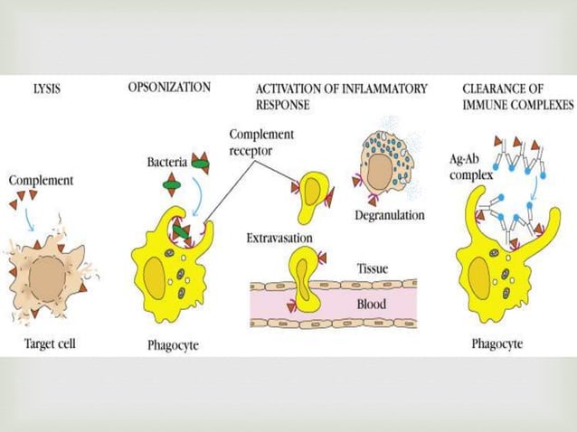 The complement system | PPTX | Blood Disorders | Diseases and Conditions