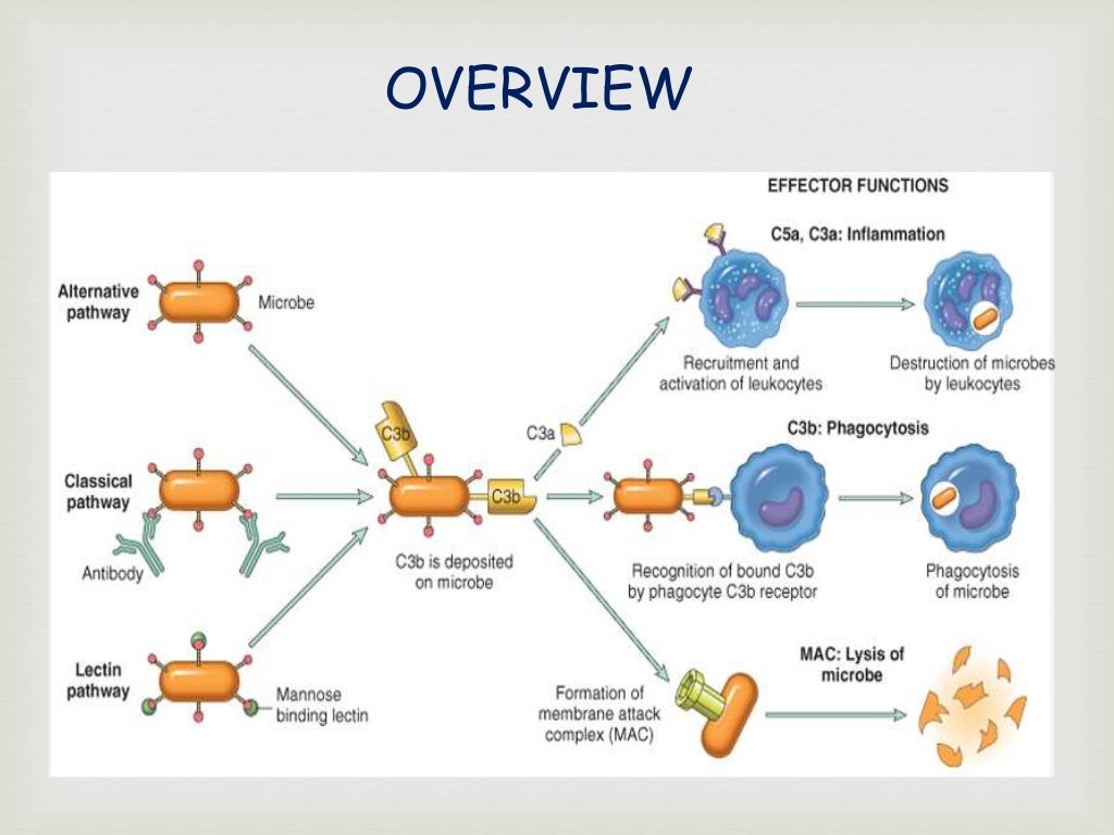 The complement system