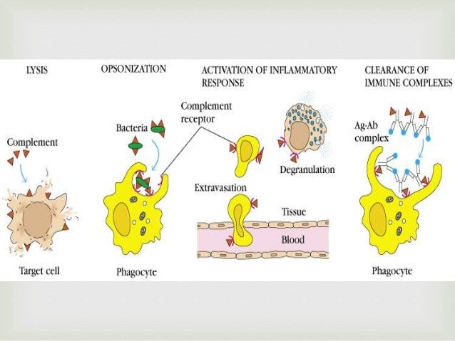 The complement system