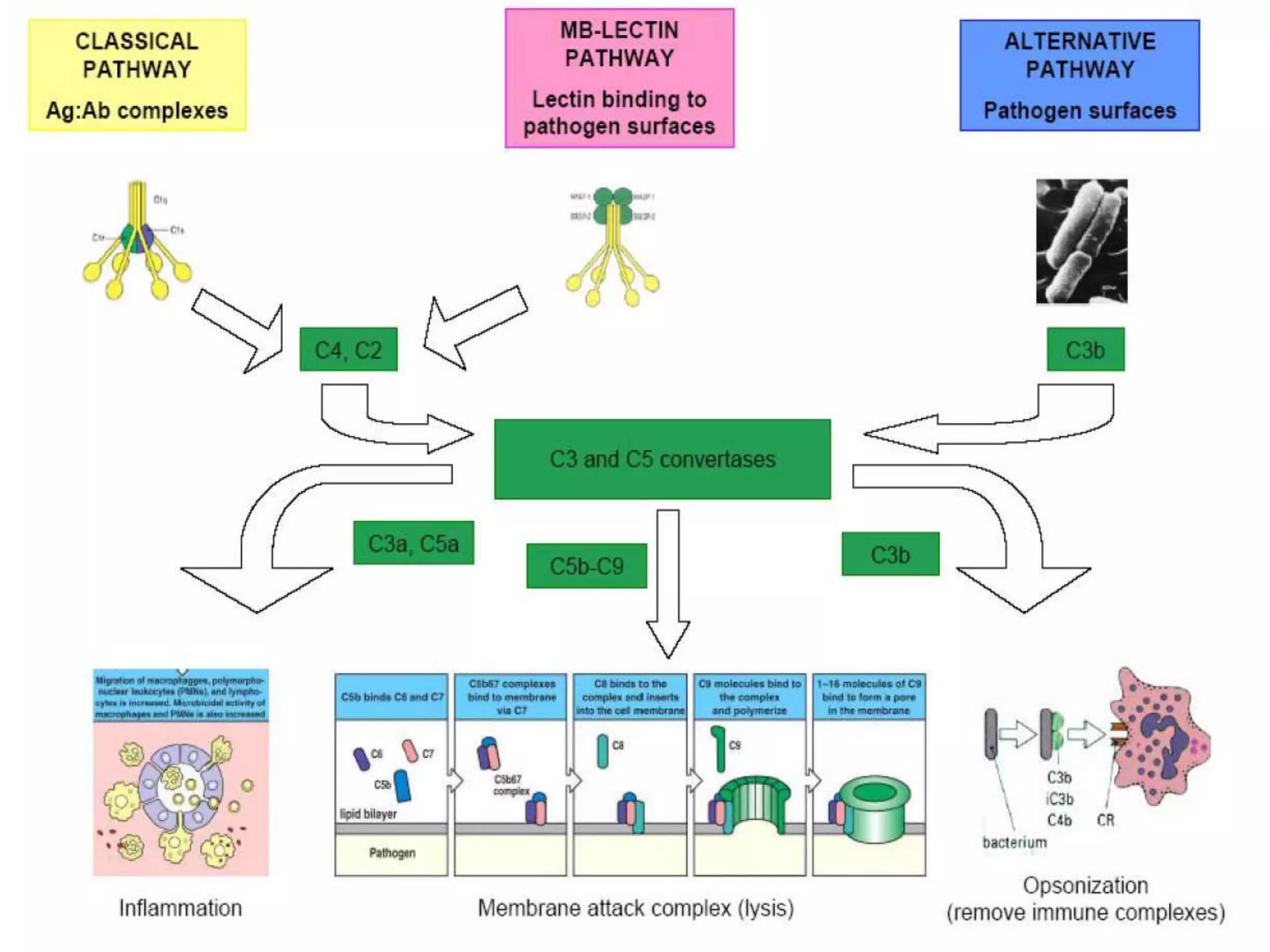 The complement system | PPTX | Blood Disorders | Diseases and Conditions