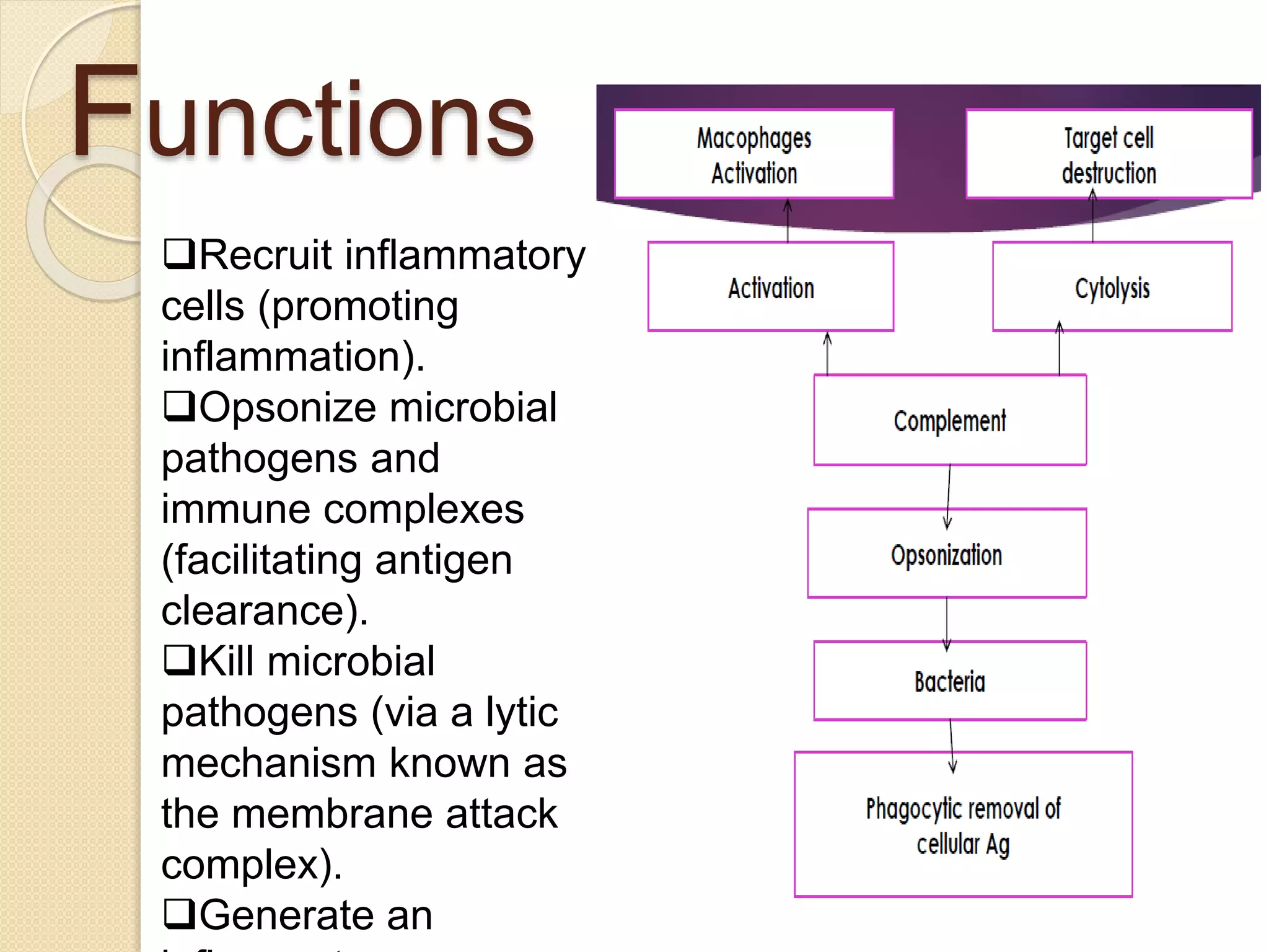 The complement system | PPTX | Blood Disorders | Diseases and Conditions
