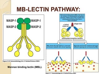 The complement system | PPTX | Blood Disorders | Diseases and Conditions