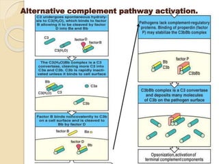 The complement system | PPTX | Blood Disorders | Diseases and Conditions