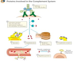 The complement system | PPTX | Blood Disorders | Diseases and Conditions