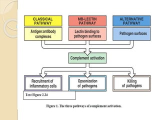 The complement system | PPTX | Blood Disorders | Diseases and Conditions