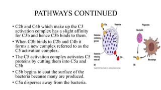 The complement system | PPTX | Blood Disorders | Diseases and Conditions