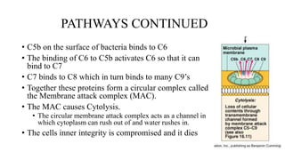 The complement system | PPTX | Blood Disorders | Diseases and Conditions
