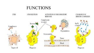The complement system | PPTX | Blood Disorders | Diseases and Conditions
