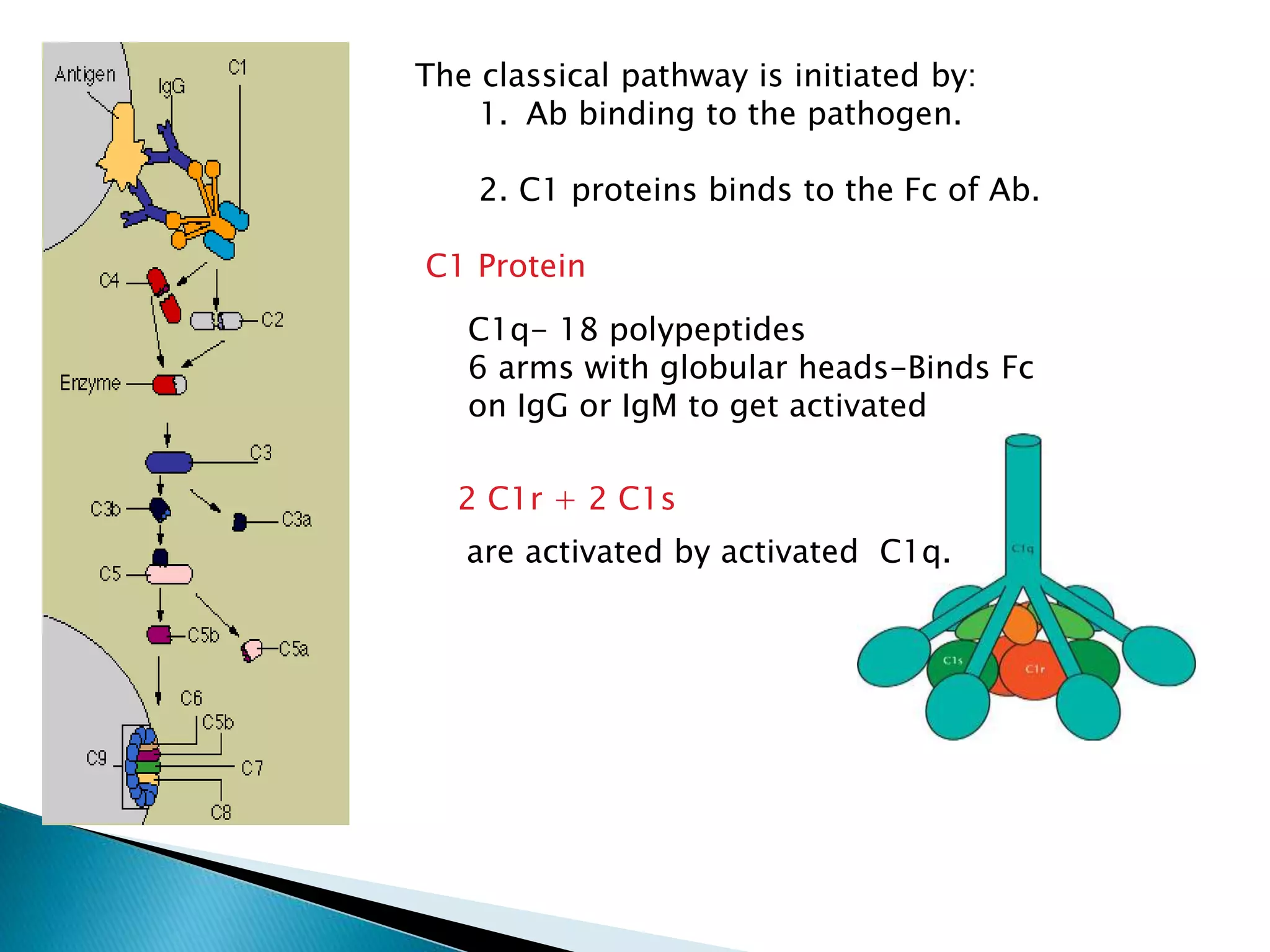 The complement system | PPTX